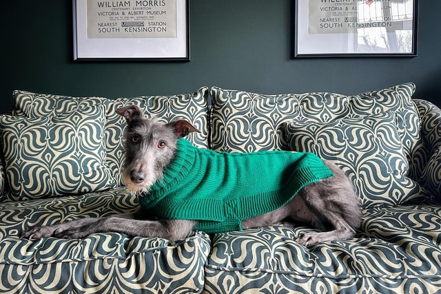 Celebrate Your Canine Companions with us! - Belfast Exposed